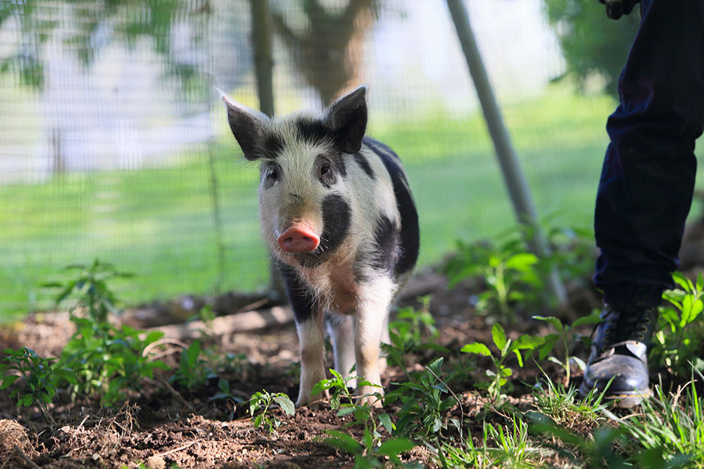 'Where Pigs Fly Farm Sanctuary' Premium Tours - Visit Wollombi Valley